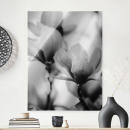 Bilderwelten Glasbild Blumen Motiv schwarz weiss Glas Wandbild - Zarte Magnolienbl&uuml;ten II - Deko Wohnzimmer Schlafzimmer