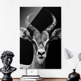 Bilderwelten Glasbild Tiere Motiv schwarz weiss Glas Wandbild - Impala Antilope schwarz-wei&szlig; - Deko Wohnzimmer Schlafzimmer
