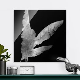 Bilderwelten Glasbild Tropisch schwarz Glas Wandbild - Silber - Bananenpalme auf Schwarz - Pflanzen Wohnzimmer Schlafzimmer