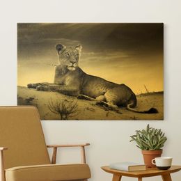 Bilderwelten Leinwandbild - Querformat Resting Lion