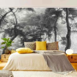 Bilderwelten Fototapete Wald Motiv Wandtapete schwarz weiss - Majest&auml;tische B&auml;ume in Schwarz-wei&szlig; - B&auml;ume Wohnzimmer Schlafzimmer
