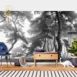 Bilderwelten Fototapete Wald Motiv Wandtapete schwarz weiss - Majest&auml;tischer Wald in Schwarz-wei&szlig; - B&auml;ume Wohnzimmer Schlafzimmer