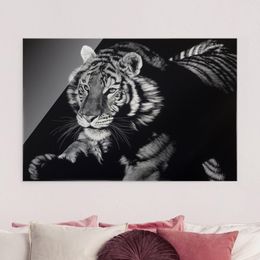 Bilderwelten Glasbild Tiere modern schwarz weiss Glas Wandbild - Tiger im Sonnenlicht vor Schwarz - Tiger Wohnzimmer Schlafzimmer