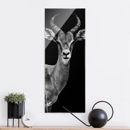 Bilderwelten Glasbild Tiere Motiv schwarz weiss Glas Wandbild - Impala Antilope schwarz-wei&szlig; - Deko Wohnzimmer Schlafzimmer