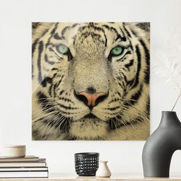 Bilderwelten Glasbild Tiere modern schwarz weiss Glas Wandbild - Wei&szlig;er Tiger - Deko Wohnzimmer Schlafzimmer