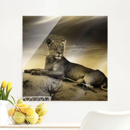 Bilderwelten Glasbild Tiere Motiv schwarz weiss Glas Wandbild - Resting Lion - Deko Wohnzimmer Schlafzimmer