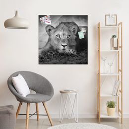 Bilderwelten Glasbild Tiere modern einzigartig Glas Wandbild - Lurking Lionbaby - Deko Wohnzimmer Schlafzimmer