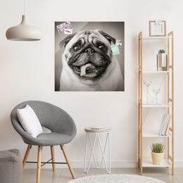 Bilderwelten Glasbild Tiere Motiv schwarz weiss Glas Wandbild - Lustiger Mops - Deko Wohnzimmer Schlafzimmer