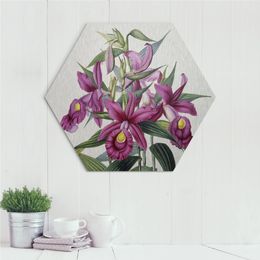 Bilderwelten Alu-Dibond Bild Hexagon Blumen violett Vintage - Maxim Gauci - Orchidee I - Orchidee Wohnzimmer Schlafzimmer