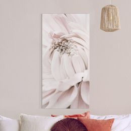 Bilderwelten Leinwandbild Landhaus Kunstdruck rosa - Chrysantheme in Altrosa I - Wandbild XXL Wohnzimmer Schlafzimmer