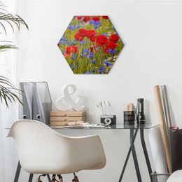 Bilderwelten Hexagon-Alu-Dibond Bild Sommerwiese mit Mohn und Kornblumen