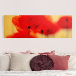Bilderwelten Leinwandbild - Panorama Magic Poppies