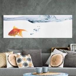 Bilderwelten Leinwandbild - Panorama Goldfisch
