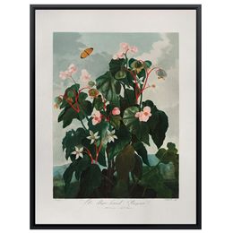 Bilderwelten Leinwandbild Oblique leafed Begonia