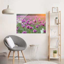 Bilderwelten Glasbild - Querformat Violette Schlafmohn Blumenwiese im Fr&uuml;hling