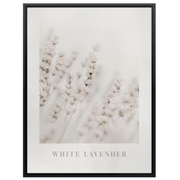 Bilderwelten Leinwandbild White Lavender
