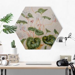 Bilderwelten Alu-Dibond Bild Hexagon Blumen gr&uuml;n Vintage - Anna Maria Sibylla Merian - Wei&szlig;e Veilchen - Pflanzen Wohnzimmer Schlafzimmer