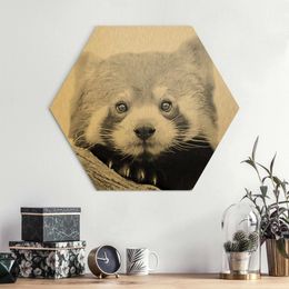 Bilderwelten Alu-Dibond Bild Hexagon Tiere schwarz weiss Motiv - Roter Panda in Schwarz-wei&szlig; - Panda Kinderzimmer Baby M&auml;dchen Jungen