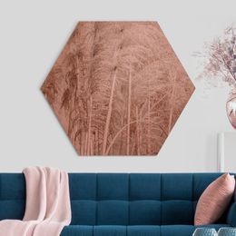 Bilderwelten Hexagon-Alu-Dibond Bild Warmes Pampasgras im Sommer