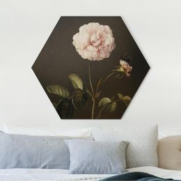Bilderwelten Alu-Dibond Bild Hexagon Blumen braun modern - Barbara Regina Dietzsch - Essig-Rose mit Hummel - Rose Wohnzimmer Schlafzimmer