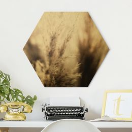 Bilderwelten Alu-Dibond Bild Hexagon Blumen braun Landhaus - Pampasgras im Schatten - Gr&auml;ser Wohnzimmer Schlafzimmer