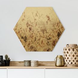 Bilderwelten Alu-Dibond Bild Hexagon Blumen beige Landhaus - Meer von sonnigem Schilfgras - Gr&auml;ser Wohnzimmer Schlafzimmer