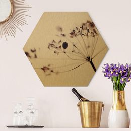 Bilderwelten Alu-Dibond Bild Hexagon Blumen beige Landhaus - Makroaufnahme Trockenblume im Schatten - Gr&auml;ser Wohnzimmer Schlafzimmer