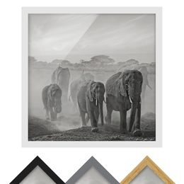 Bilderwelten Bild mit Rahmen - Quadrat Elefantenherde