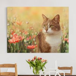 Bilderwelten Leinwandbild - Querformat Katze im Mohnfeld