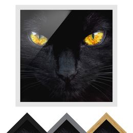 Bilderwelten Bild mit Rahmen Tiere schwarz Motiv inkl. Rahmung - Hypnotischer Blick - Kaffee K&uuml;che