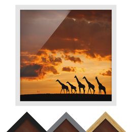 Bilderwelten Bild mit Rahmen Tiere orange Abstrakt inkl. Rahmung - F&uuml;nf Giraffen - Himmel Wohnzimmer Schlafzimmer