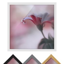 Bilderwelten Bild mit Rahmen Blumen rot Motiv inkl. Rahmung - Invisible Touch - Deko Wohnzimmer Schlafzimmer