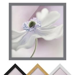 Bilderwelten Bild mit Rahmen - Quadrat Anemonenbrise
