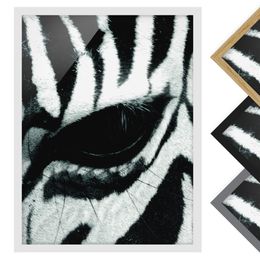 Bilderwelten Bild mit Rahmen Tiere einzigartig modern inkl. Rahmung - Zebra Crossing No.4 - Zebra Wohnzimmer Schlafzimmer