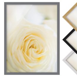 Bilderwelten Bild mit Rahmen - Hochformat White Rose