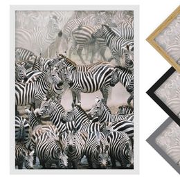 Bilderwelten Bild mit Rahmen Tiere schwarz weiss Motiv inkl. Rahmung - Zebraherde - Zebra Wohnzimmer Schlafzimmer