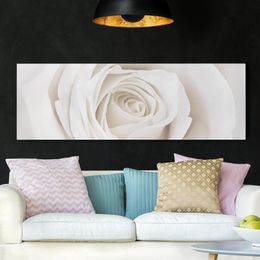 Bilderwelten Leinwandbild - Panorama Pretty White Rose