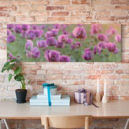 Bilderwelten Leinwandbild - Panorama Violette Schlafmohn Blumenwiese im Fr&uuml;hling