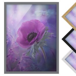 Bilderwelten Bild mit Rahmen - Hochformat Anemonenbl&uuml;te in Violett