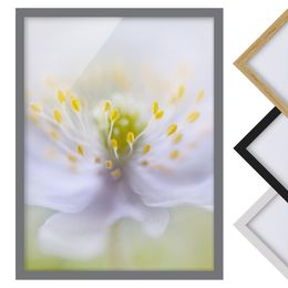 Bilderwelten Bild mit Rahmen - Hochformat Anemonen Sch&ouml;nheit