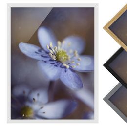 Bilderwelten Bild mit Rahmen Blumen blau Motiv inkl. Rahmung - Anemonen in Blau - Deko Wohnzimmer Schlafzimmer