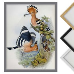 Bilderwelten Bild mit Rahmen - Hochformat John Gould - Wiedehopf