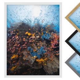 Bilderwelten Bild mit Rahmen Tiere einzigartig Motiv inkl. Rahmung - Lagune mit Fischen - Fische Wohnzimmer Schlafzimmer