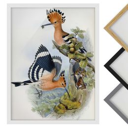 Bilderwelten Bild mit Rahmen Tiere braun Vintage inkl. Rahmung - John Gould - Wiedehopf - Retro Wohnzimmer Schlafzimmer