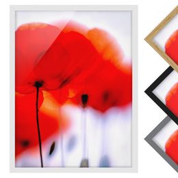 Bilderwelten Bild mit Rahmen Blumen rot modern inkl. Rahmung - Magic Poppies - Mohn Wohnzimmer Schlafzimmer