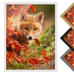 Bilderwelten Bild mit Rahmen Wald orange Motiv inkl. Rahmung - Fuchs im Herbst - B&auml;ume Wohnzimmer Schlafzimmer