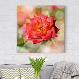 Bilderwelten Leinwandbild - Quadrat Shining Rose