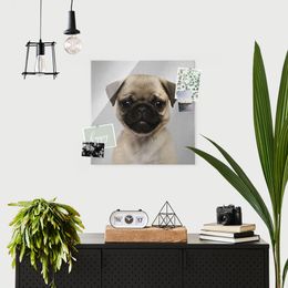 Bilderwelten Glasbild Tiere Motiv schwarz weiss Glas Wandbild - Baby Mops Moritz - Hund Kinderzimmer Baby M&auml;dchen Jungen