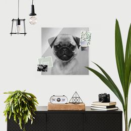 Bilderwelten Glasbild Tiere Motiv schwarz weiss Glas Wandbild - Baby Mops Moritz Schwarz Wei&szlig; - Hund Kinderzimmer Baby M&auml;dchen Jungen