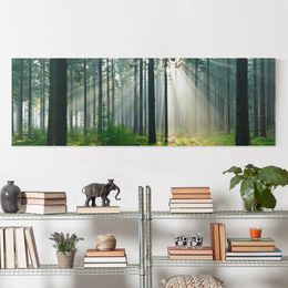 Bilderwelten Leinwandbild - Panorama Enlightened Forest
